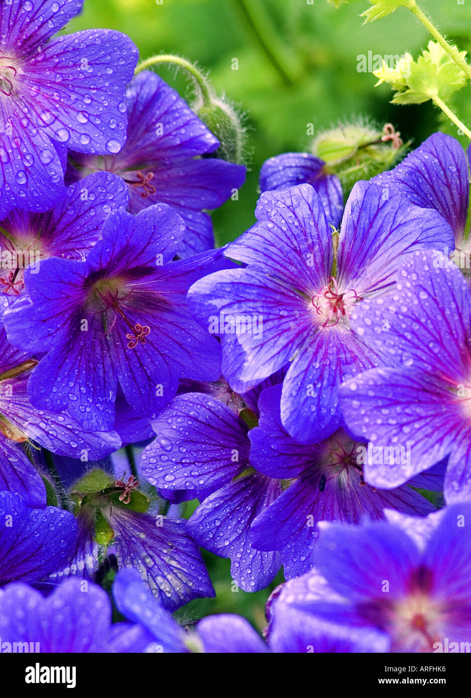 Purple cranesbill geranium magnificum blooming -Fotos und -Bildmaterial ...