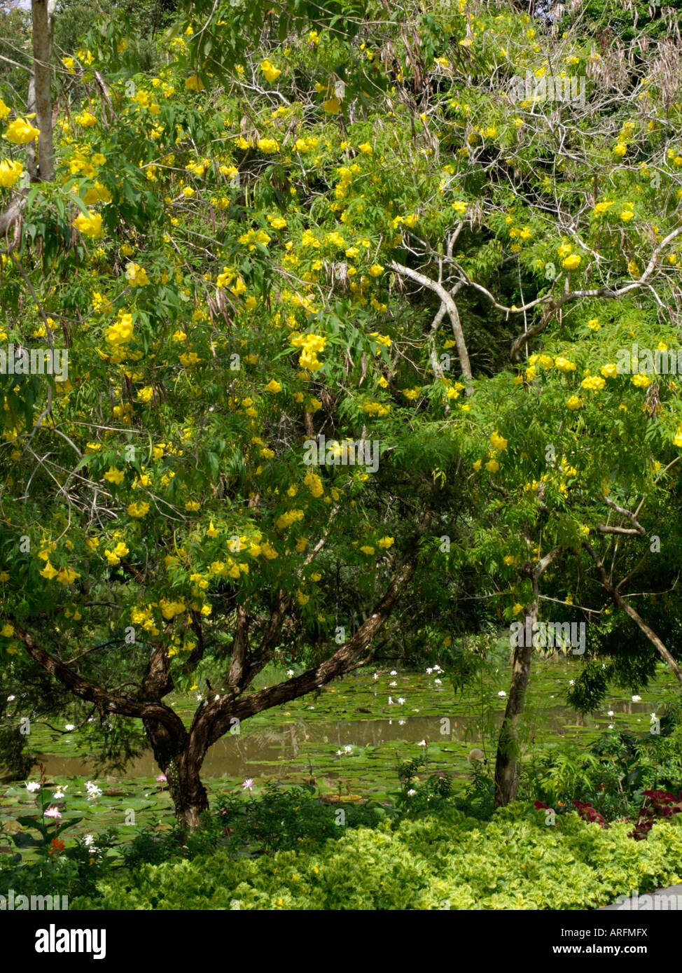 Goldene Trompete Baum (tabebuia Chrysantha Stockfotografie - Alamy