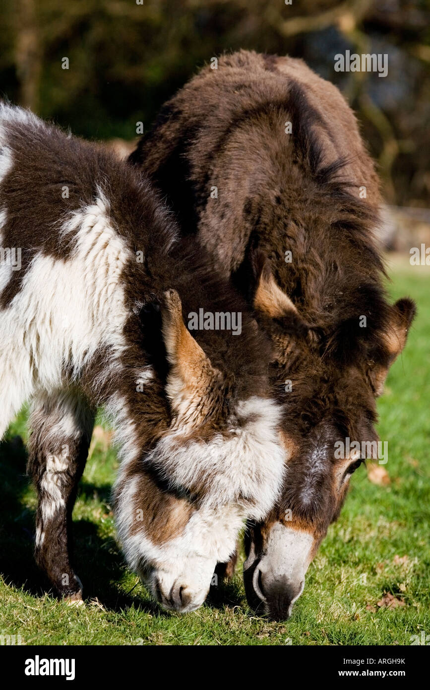 Mutter fohlen esel -Fotos und -Bildmaterial in hoher Auflösung – Alamy
