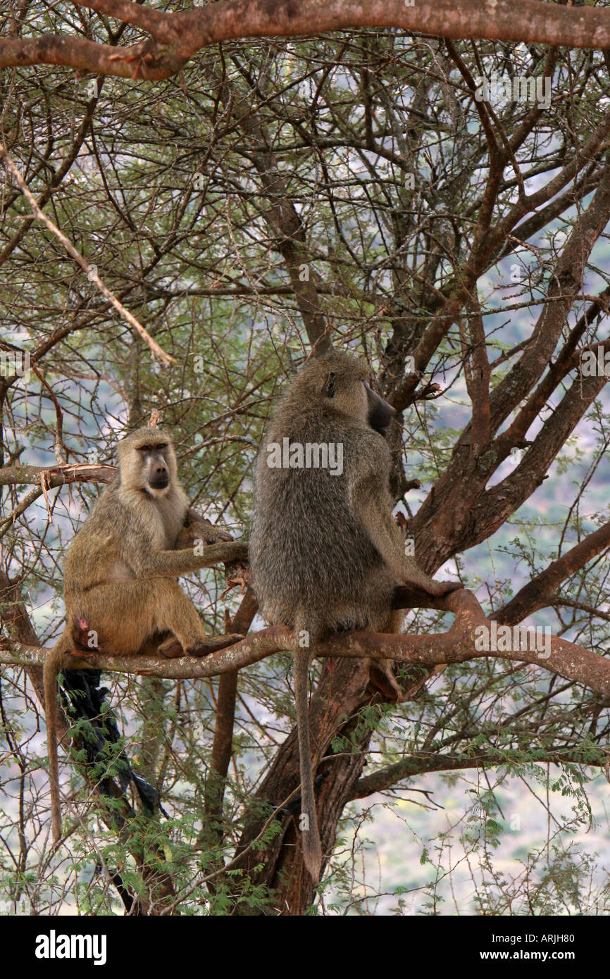 Pavian sitzt in der sonne -Fotos und -Bildmaterial in hoher Auflösung ...