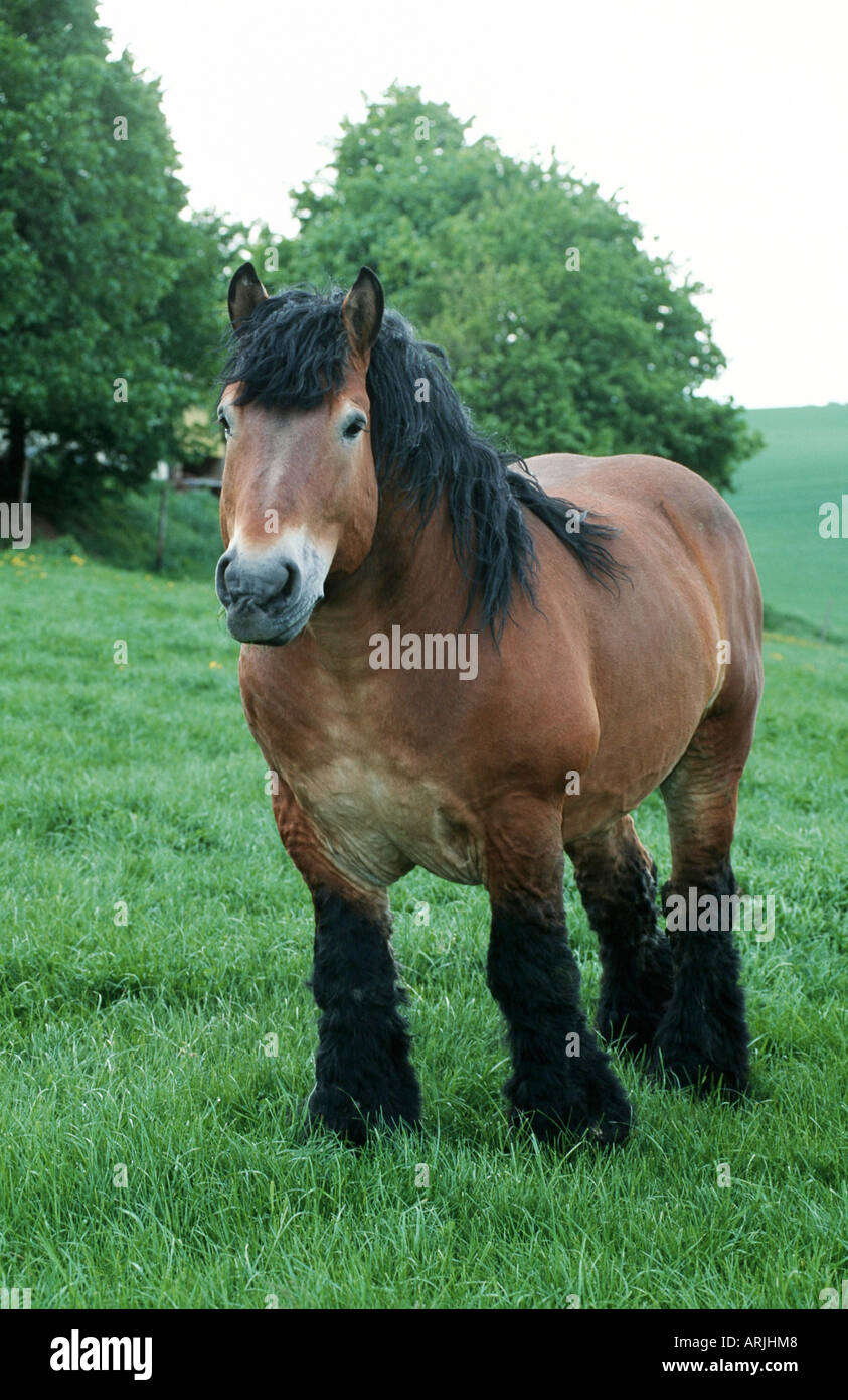 Ardennen pferdepferde -Fotos und -Bildmaterial in hoher Auflösung – Alamy