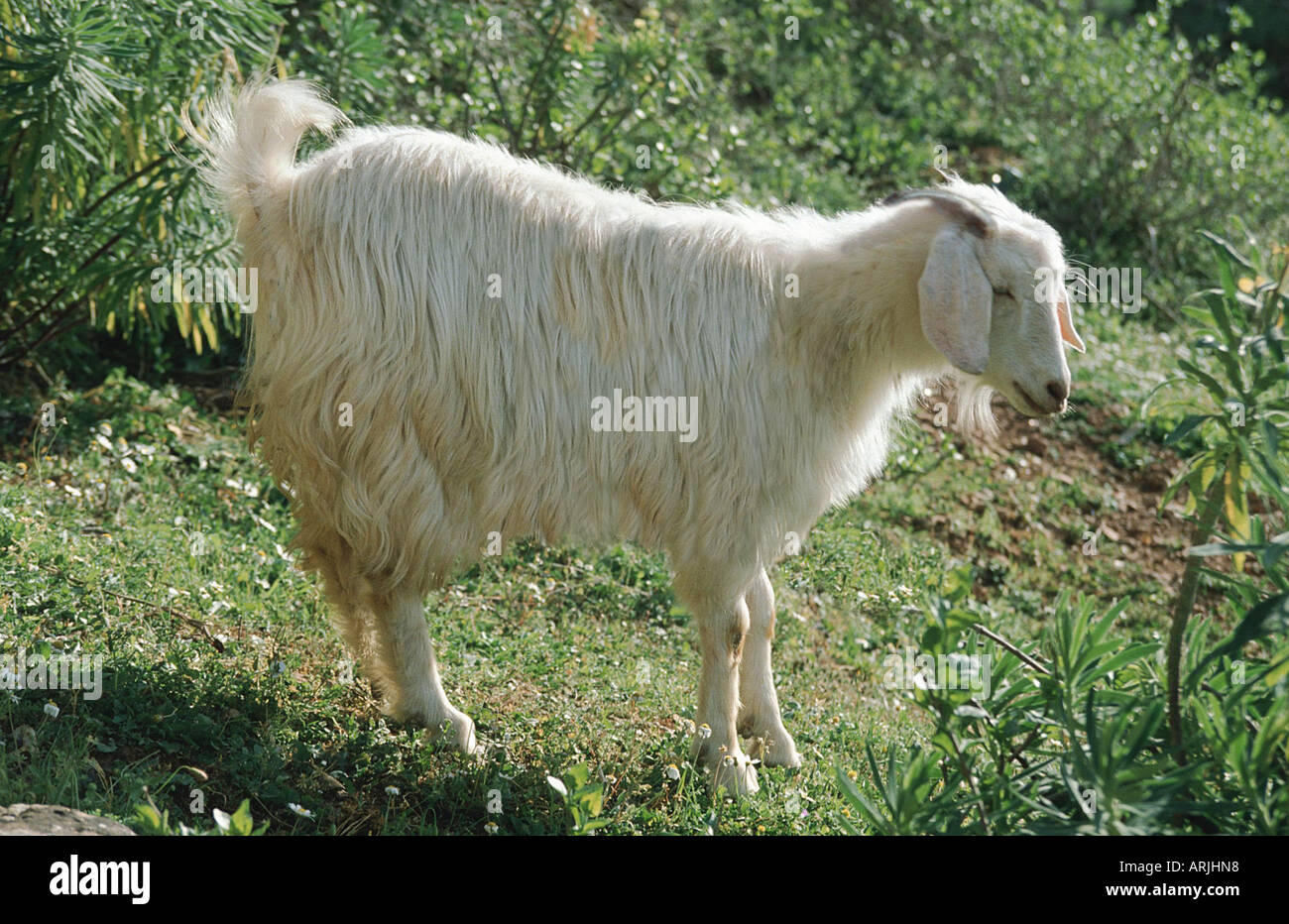 Cashmere goat (capra hircus) -Fotos und -Bildmaterial in hoher ...