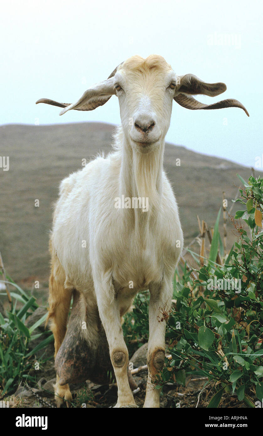 Cashmere goat (capra hircus) -Fotos und -Bildmaterial in hoher ...