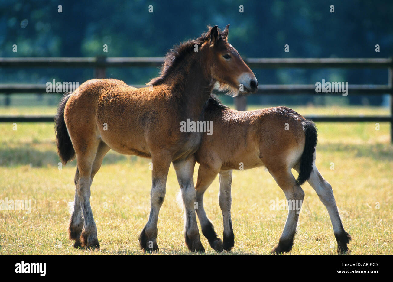 Flankierende tiere -Fotos und -Bildmaterial in hoher Auflösung – Alamy