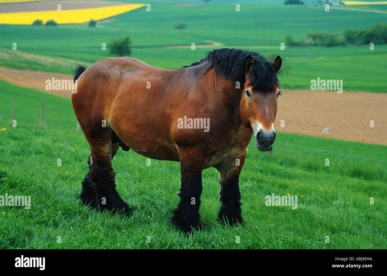 Pfalz Ardenner Pferd (Equus Przewalskii F. Caballus), Hengst auf der ...