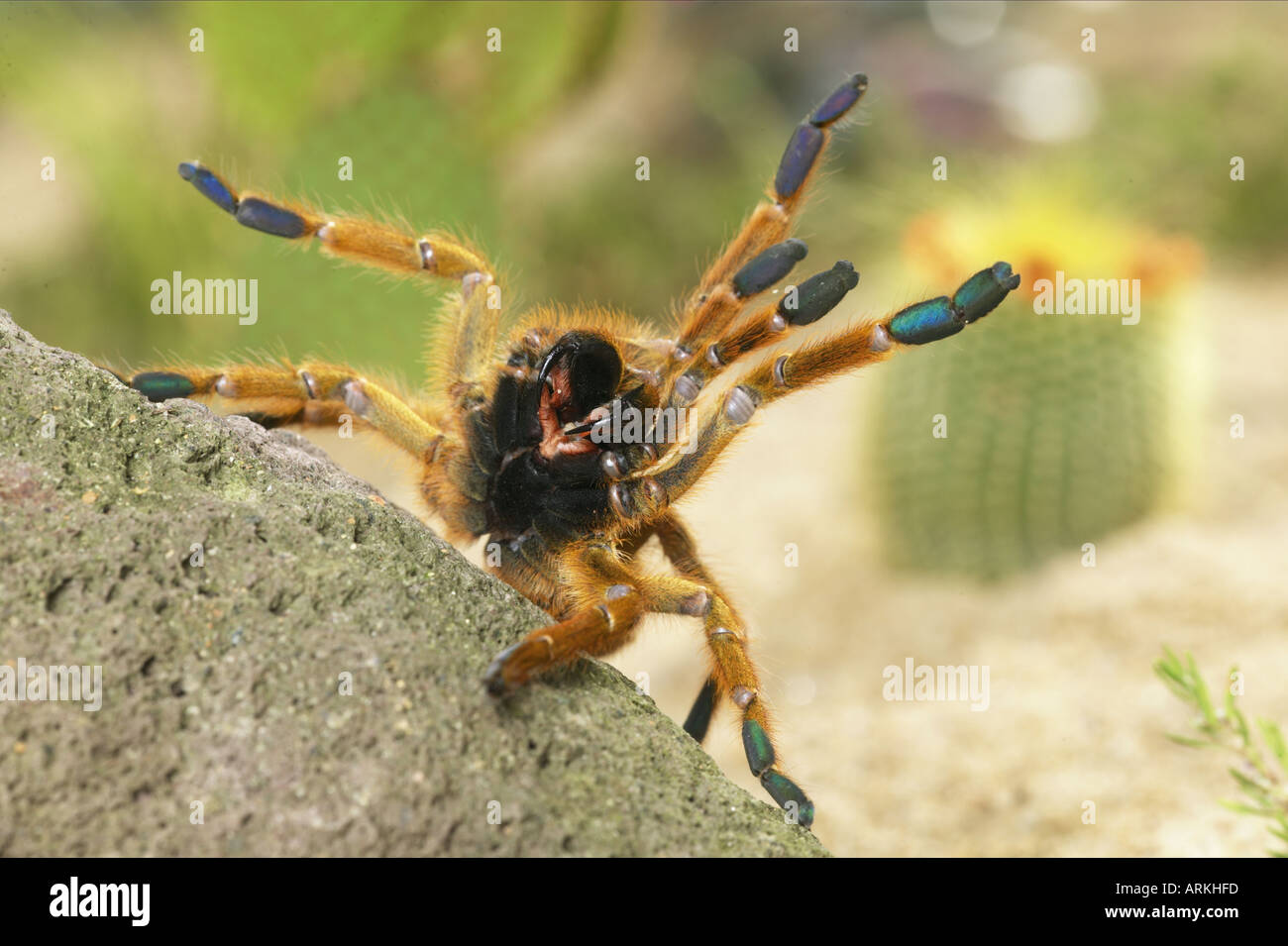 Tarantula attack -Fotos und -Bildmaterial in hoher Auflösung – Alamy