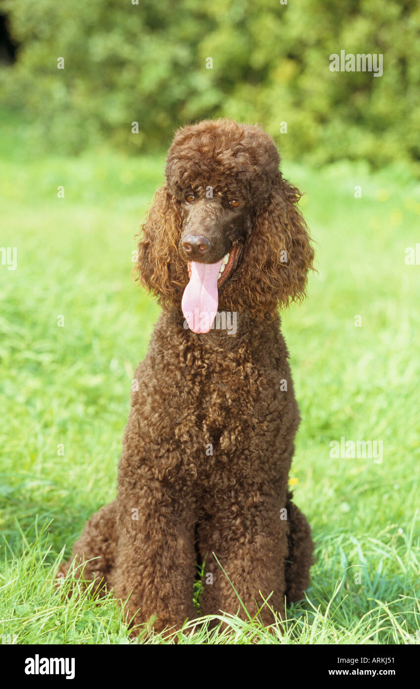 Riesiger pudel -Fotos und -Bildmaterial in hoher Auflösung – Alamy