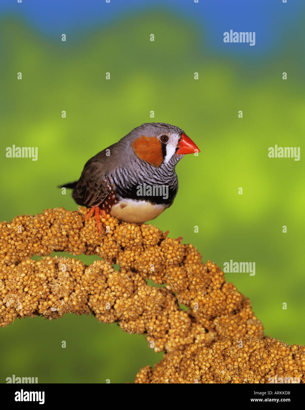 Bird Ornamental Birds Zebra Finch Stockfotos & Bird Ornamental Birds ...
