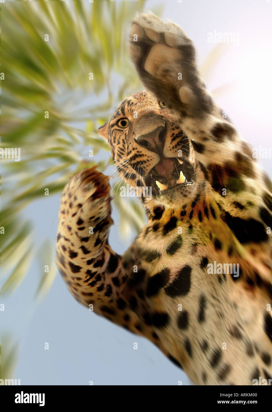 Springender Leopard Stockfotos und -bilder Kaufen - Alamy