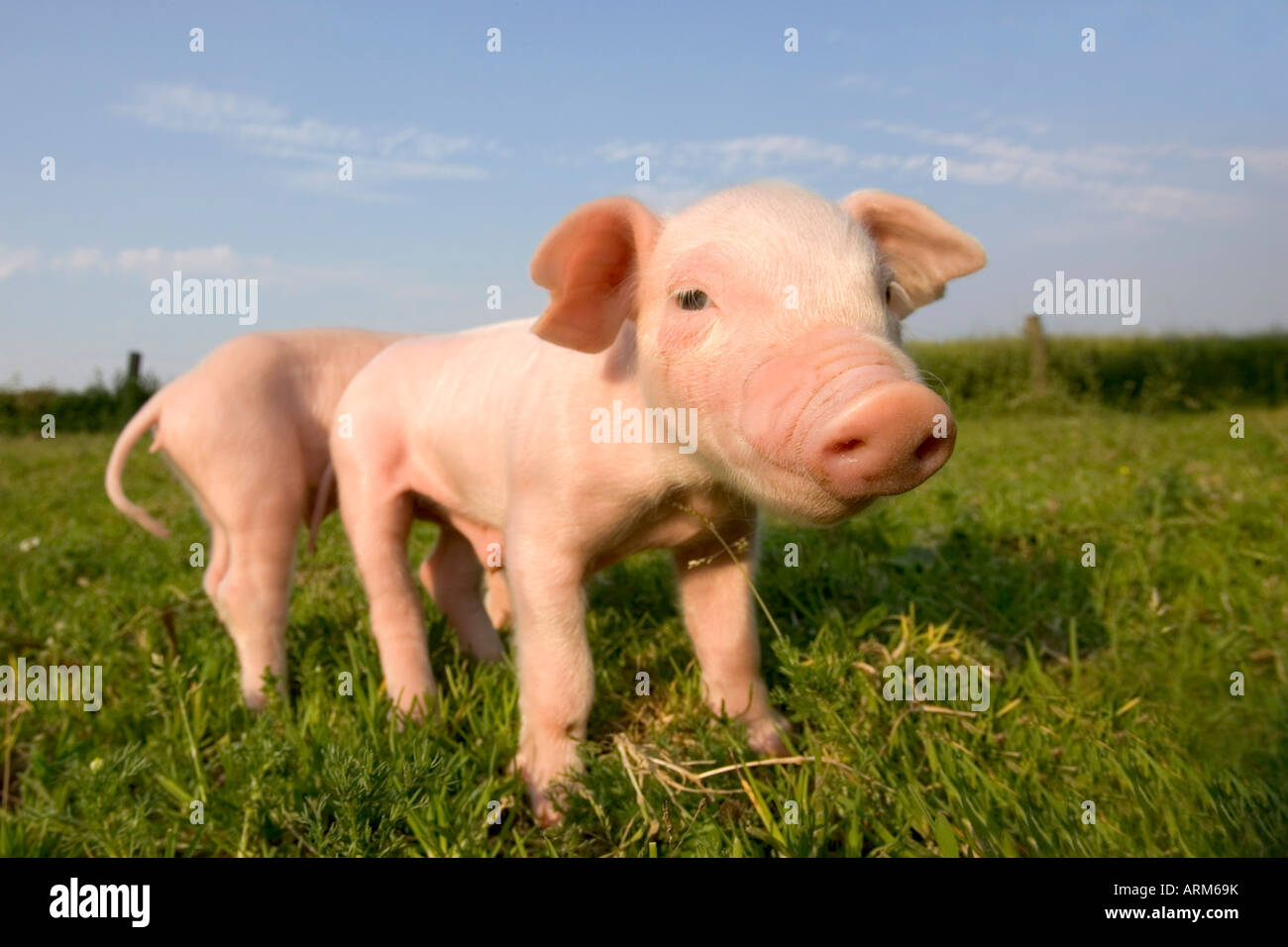 Hausschwein, Huellhorst, Deutschland, Europa Stockfotografie - Alamy