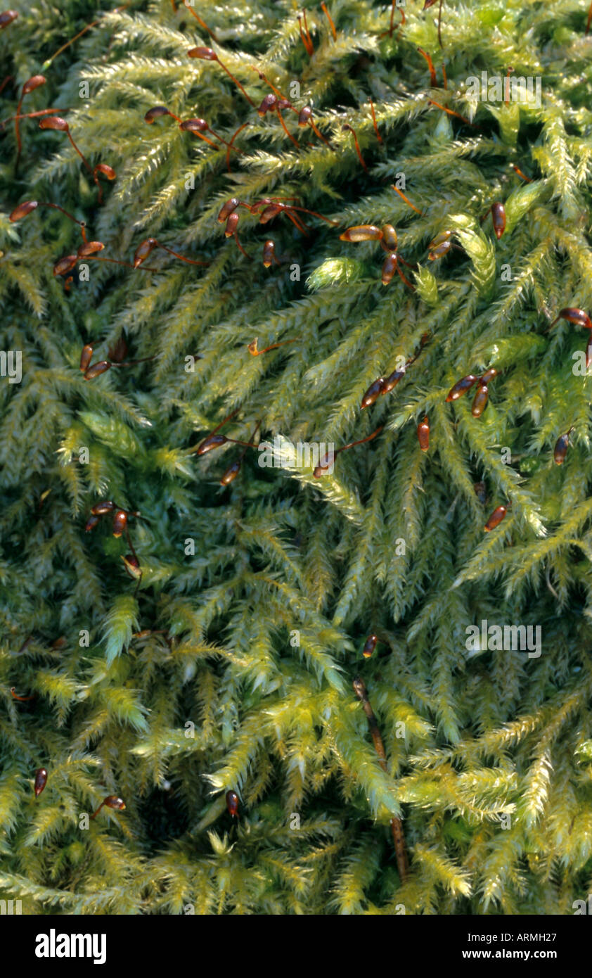 Gemeines Kurzbüchsenmoos Stockfotos und -bilder Kaufen - Alamy