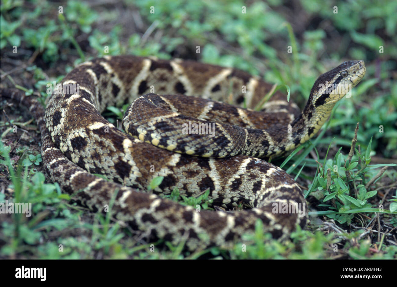 Terciopelo, Lanzenotter, Barba Amarilla (Bothrops Asper, Bothrops ...