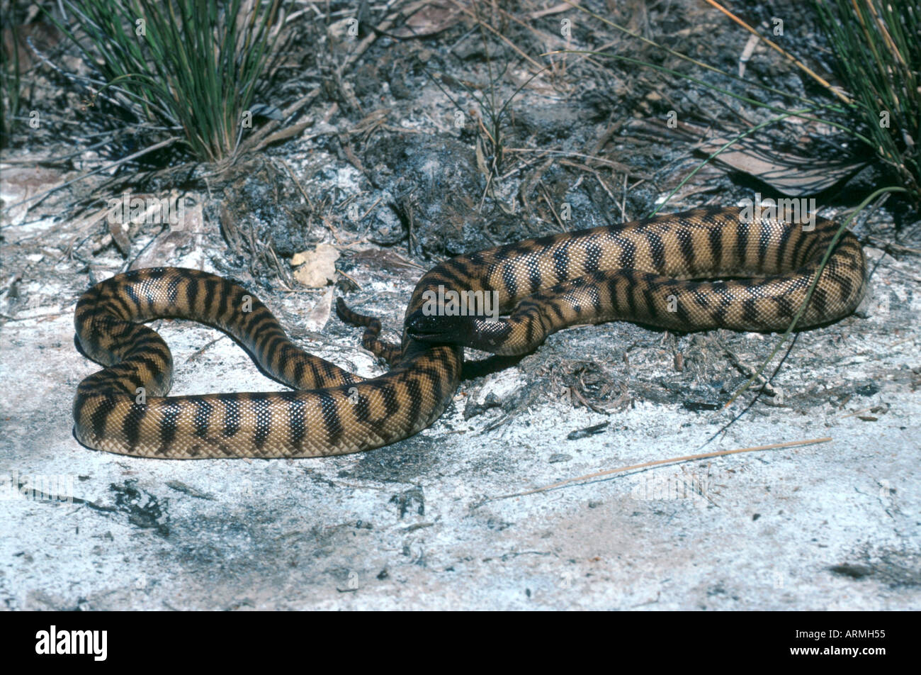 Aspidites melanocephalus melanocephalus -Fotos und -Bildmaterial in ...