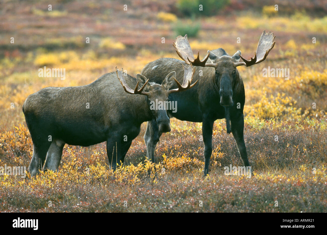 Elchbullen im herbst tundra -Fotos und -Bildmaterial in hoher Auflösung ...