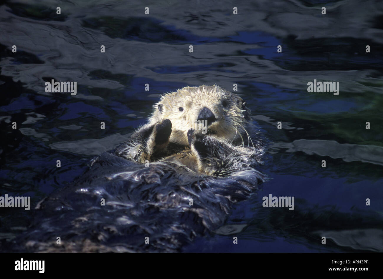 Enhydra lutris kanada -Fotos und -Bildmaterial in hoher Auflösung – Alamy