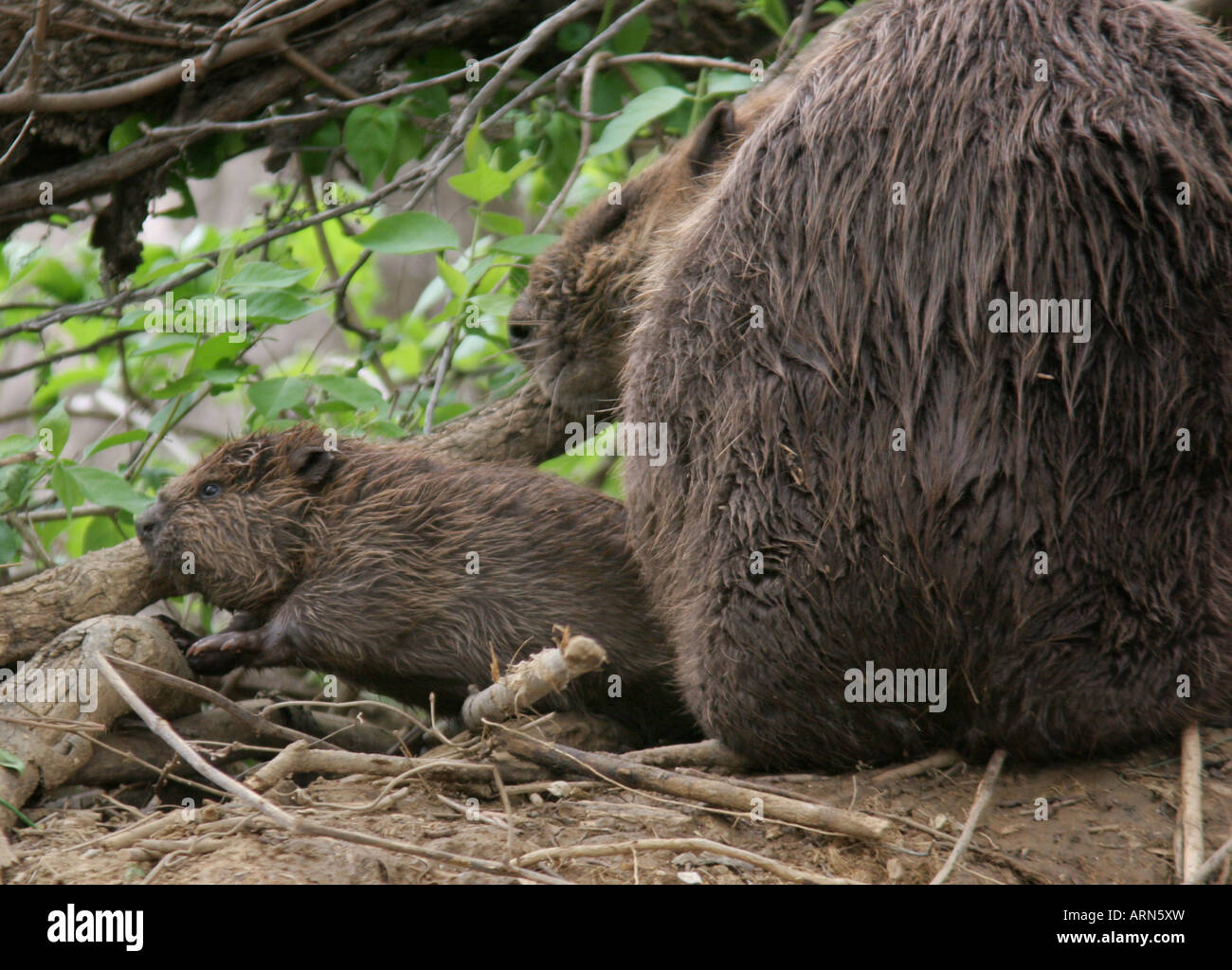 Biber baby -Fotos und -Bildmaterial in hoher Auflösung – Alamy