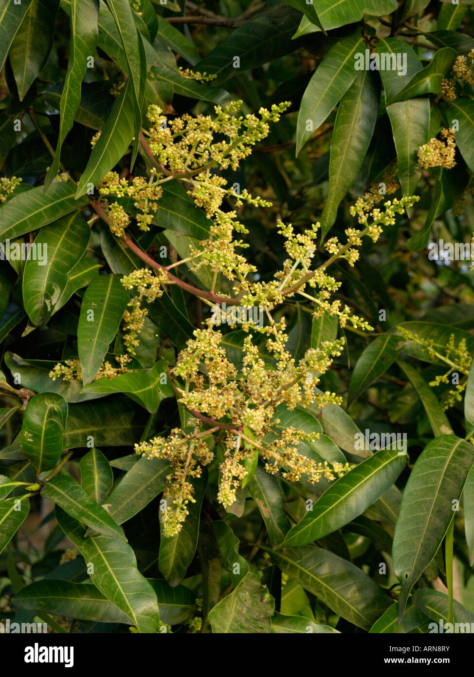 Anacardiaceae mangifera -Fotos und -Bildmaterial in hoher Auflösung – Alamy