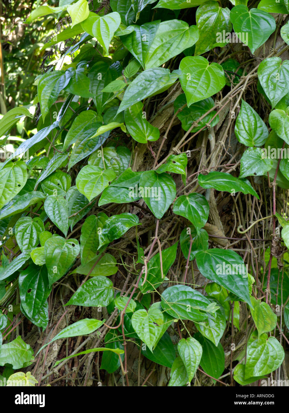 Betel oder piper betle -Fotos und -Bildmaterial in hoher Auflösung – Alamy