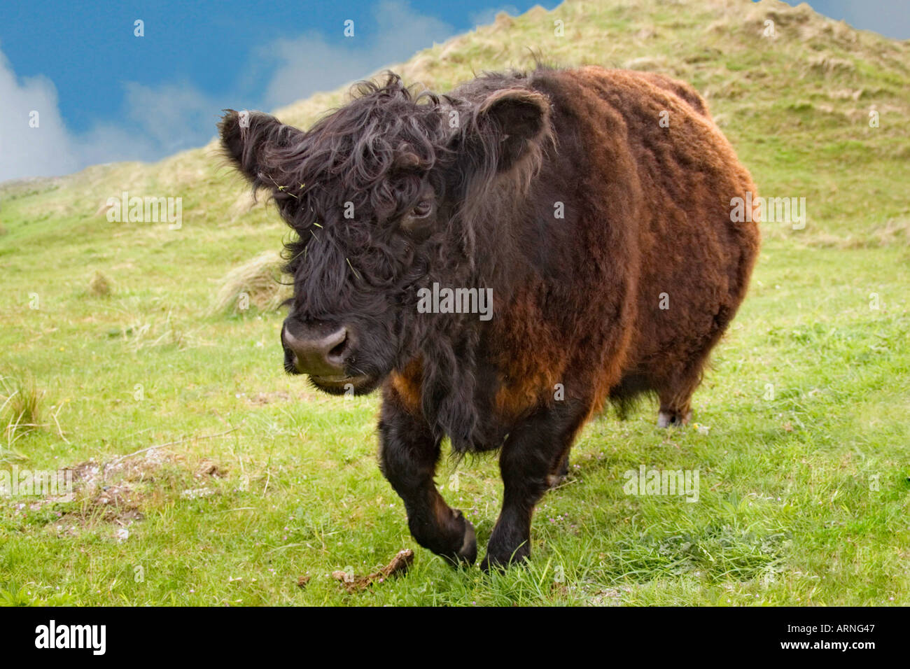 Galloway viehweide -Fotos und -Bildmaterial in hoher Auflösung – Alamy