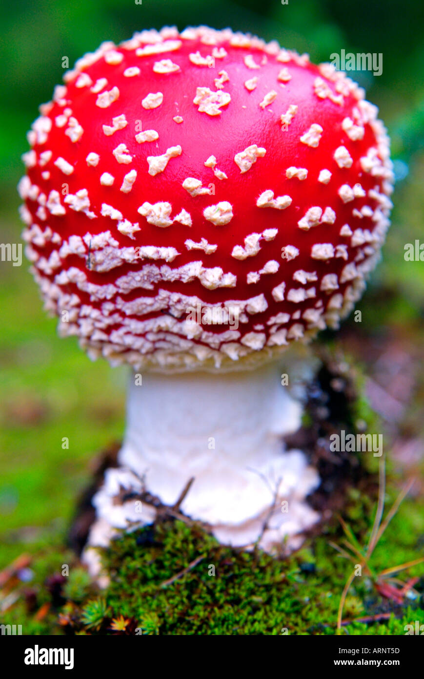 Pilz redcap -Fotos und -Bildmaterial in hoher Auflösung – Alamy