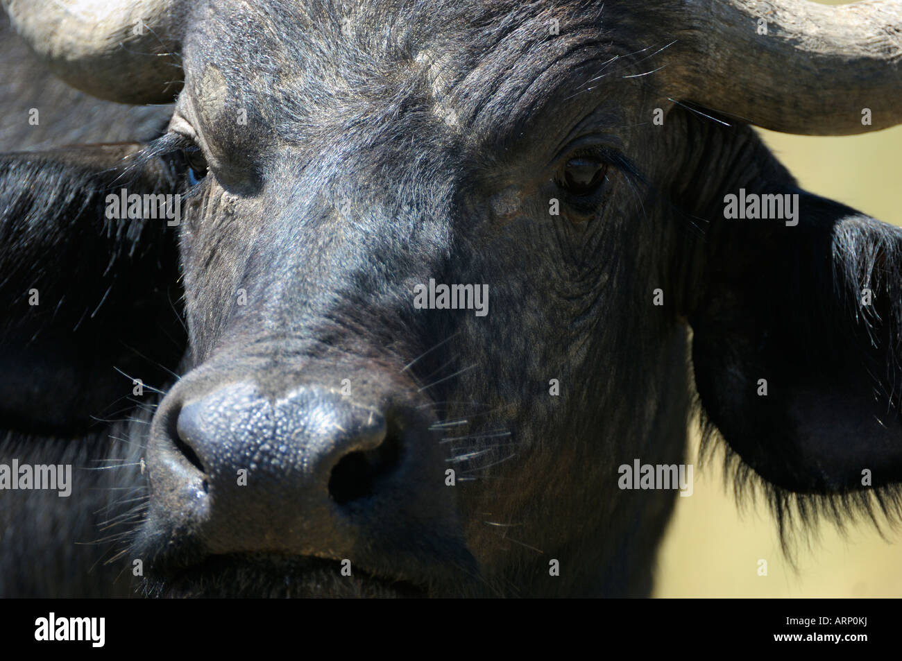 Bawol afrykanski -Fotos und -Bildmaterial in hoher Auflösung – Alamy
