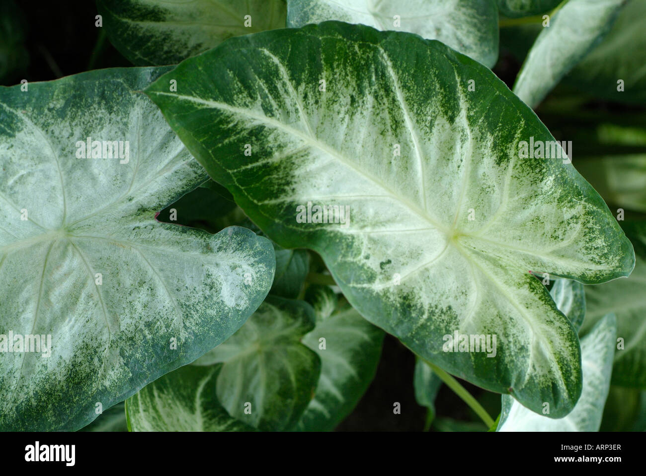 Caladium AARON Angel wings Stockfotografie - Alamy