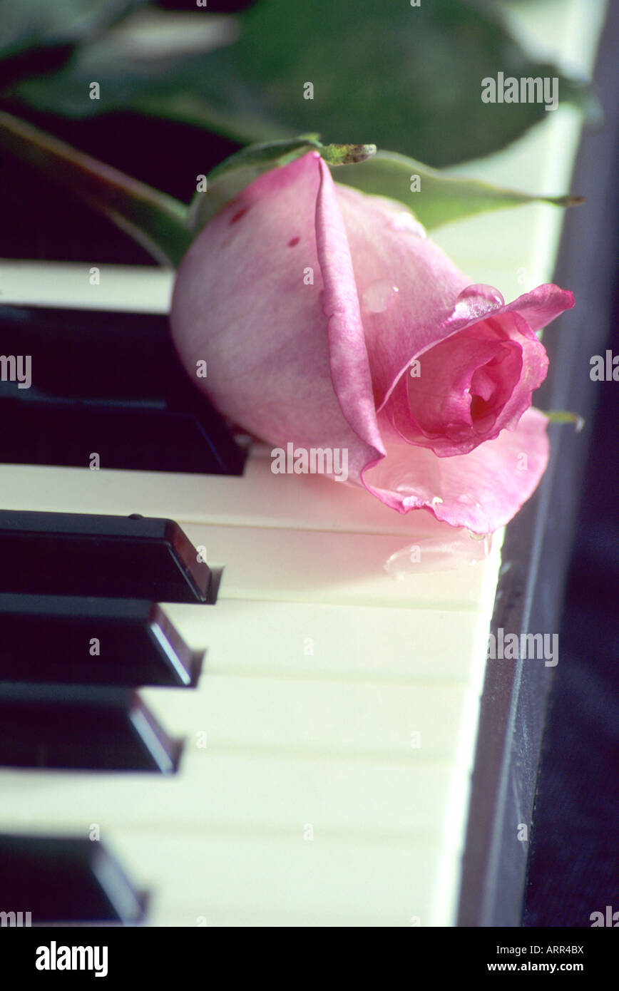 Rose piano -Fotos und -Bildmaterial in hoher Auflösung – Alamy