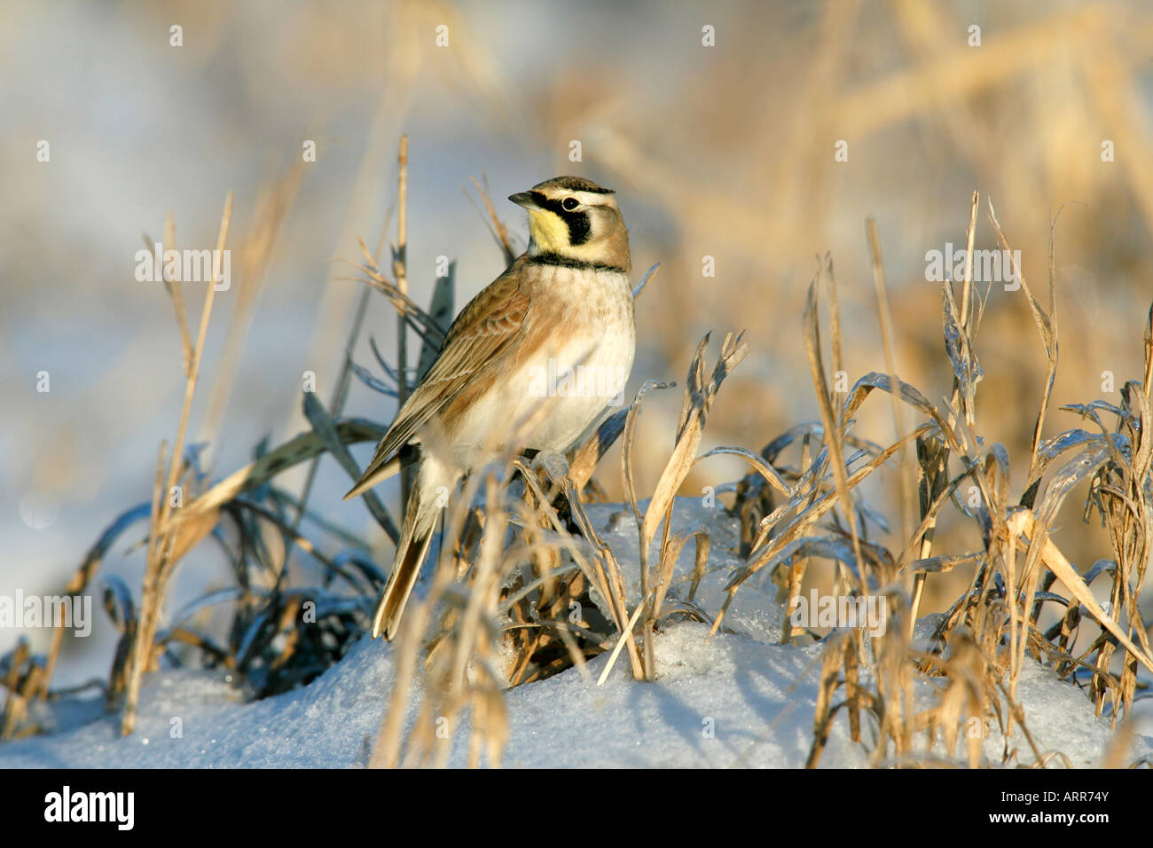 Ufer lerche -Fotos und -Bildmaterial in hoher Auflösung – Alamy