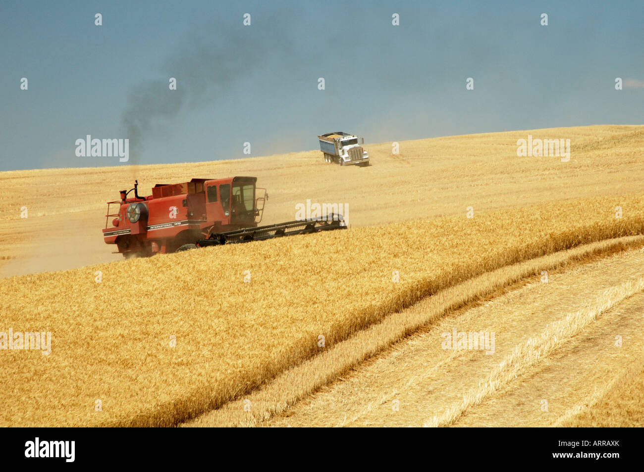 Kombinieren Sie Ernte Weizen ernten in den sanften Hügeln des Palouse ...