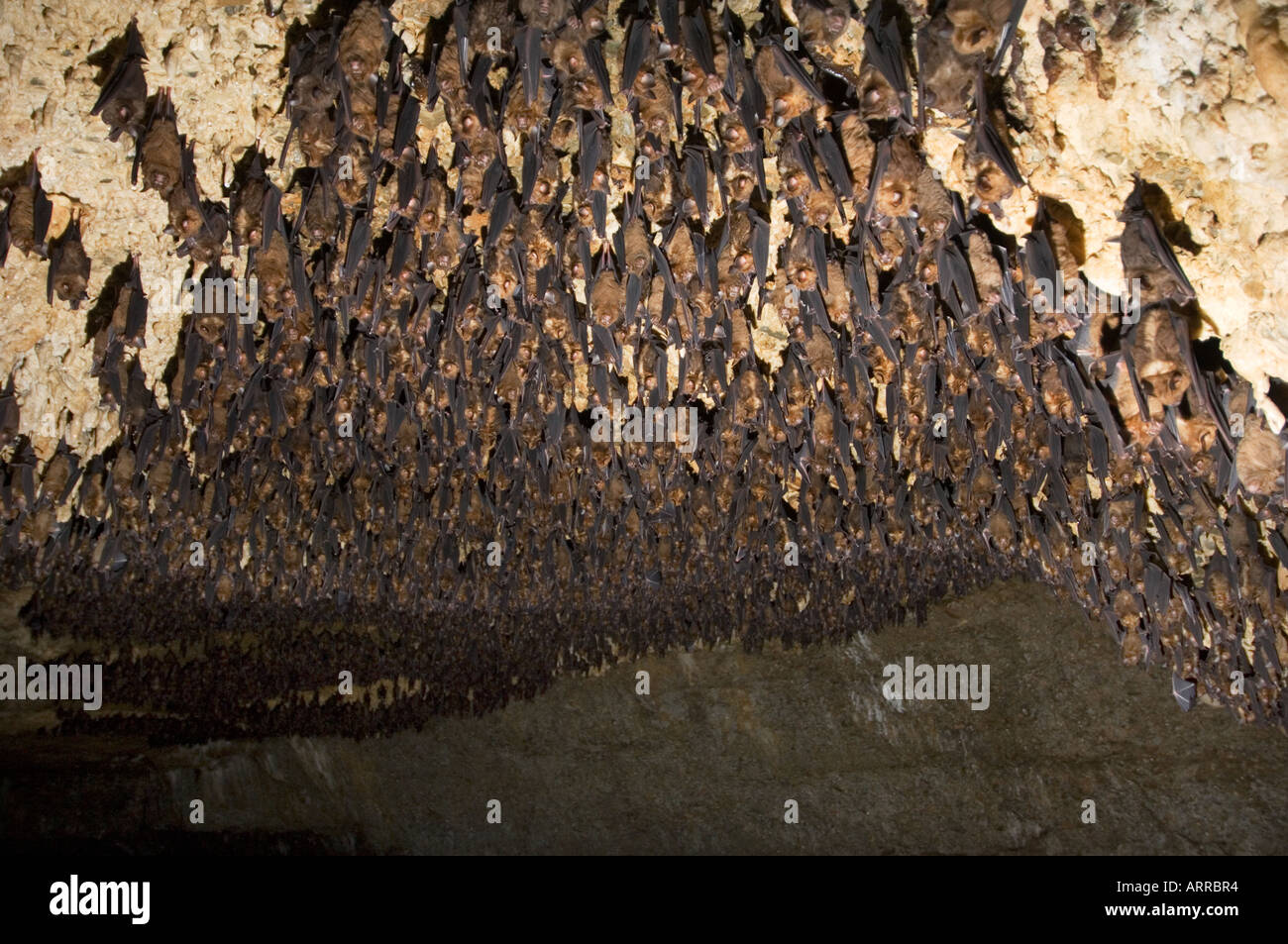 große Kolonie wilde Fledermäuse in die Fledermaus Höhle Chamera Gupha ...