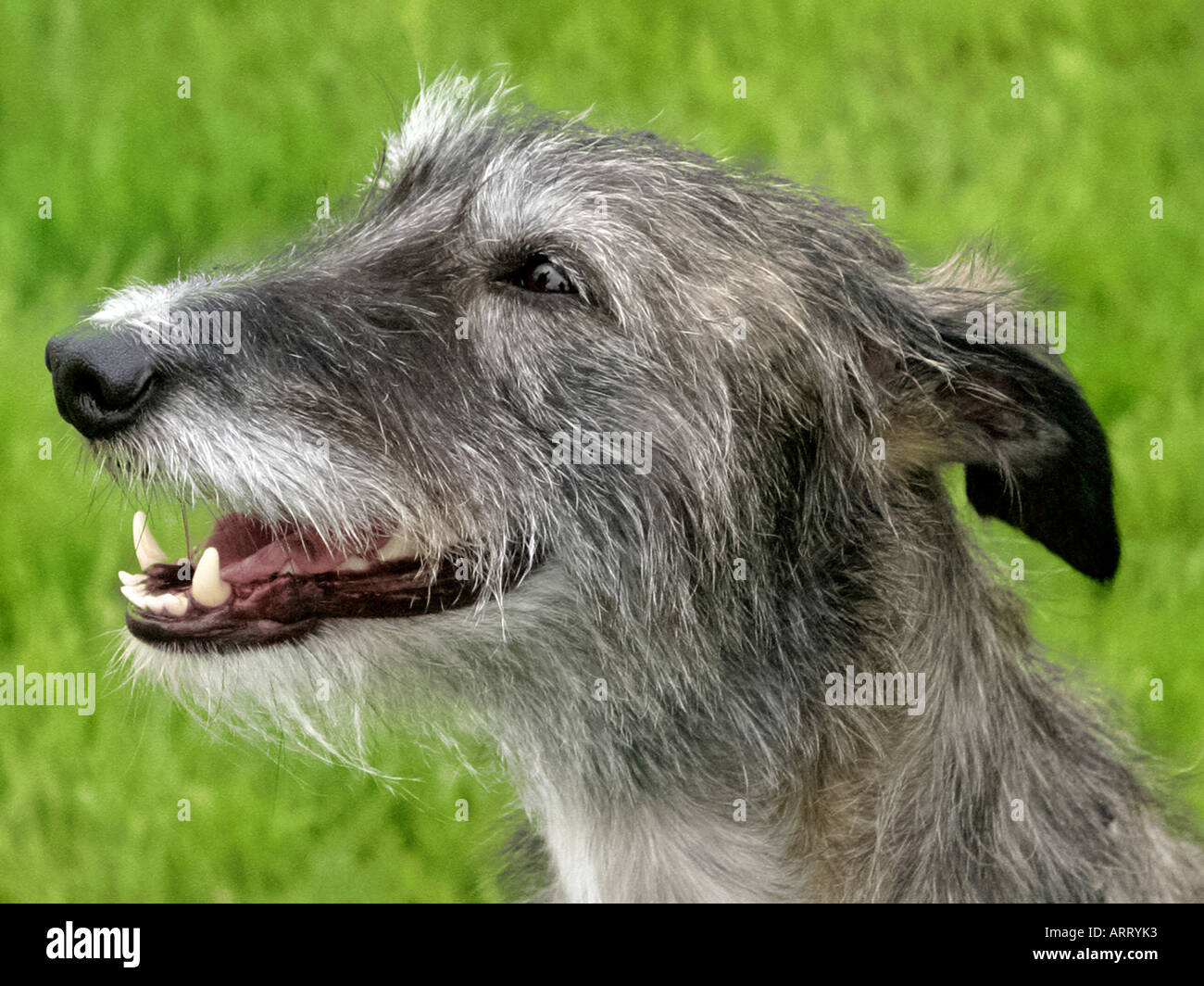Der lurcher -Fotos und -Bildmaterial in hoher Auflösung – Alamy