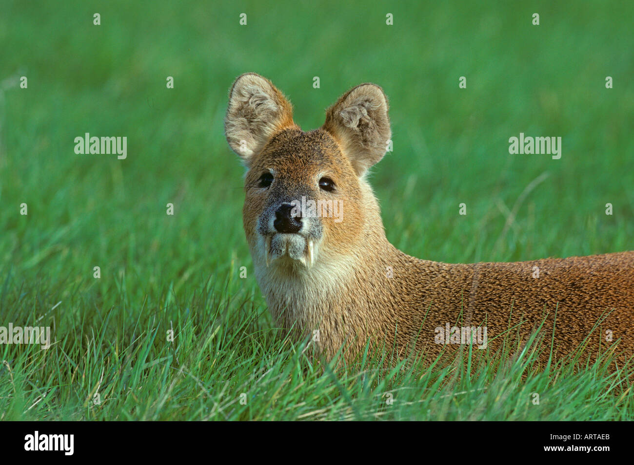Chinesische Wasserhirsch Hydropotes Inermis Beweidung auf der Wiese ...