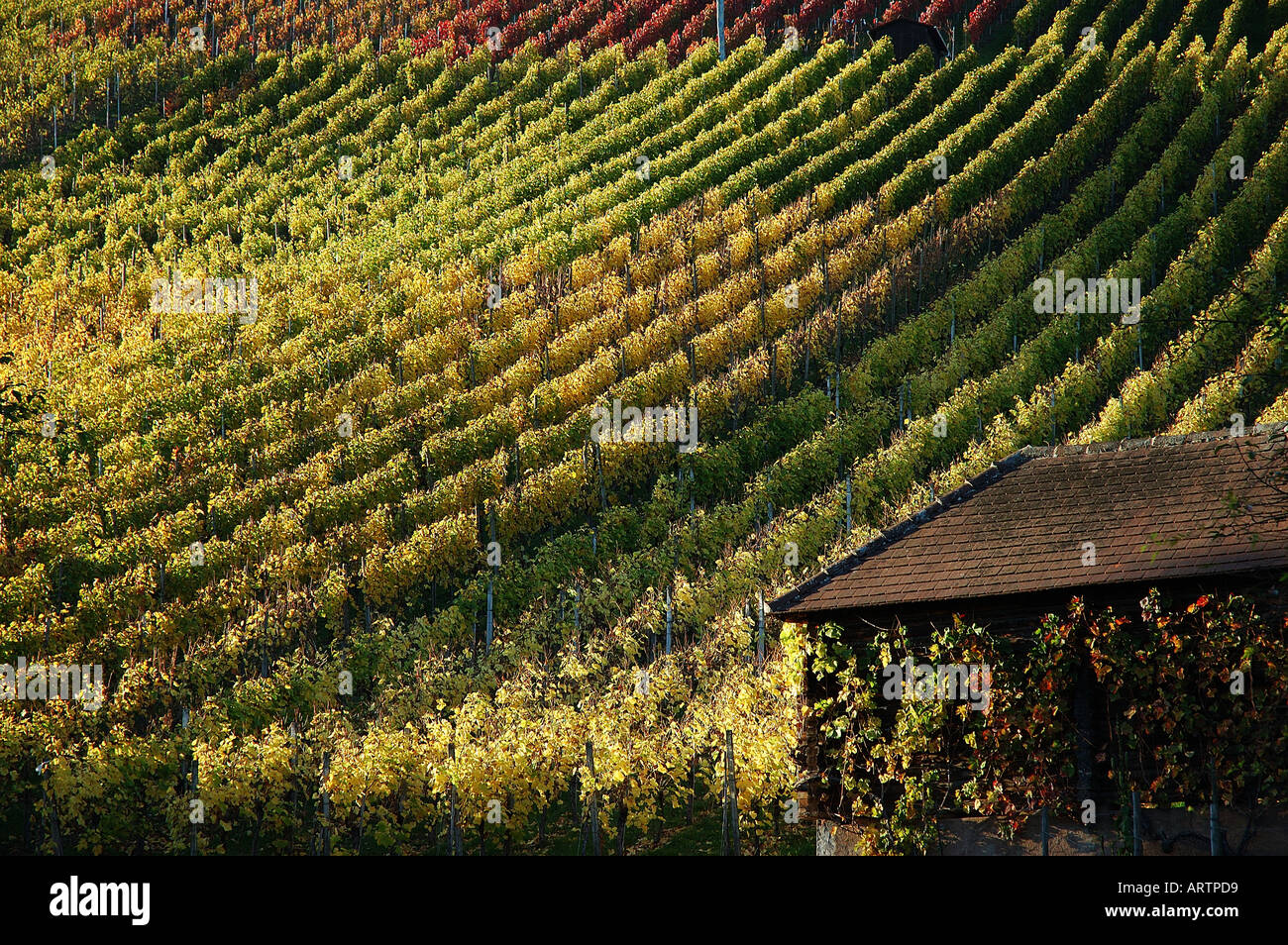 Remstal weinberg -Fotos und -Bildmaterial in hoher Auflösung – Alamy