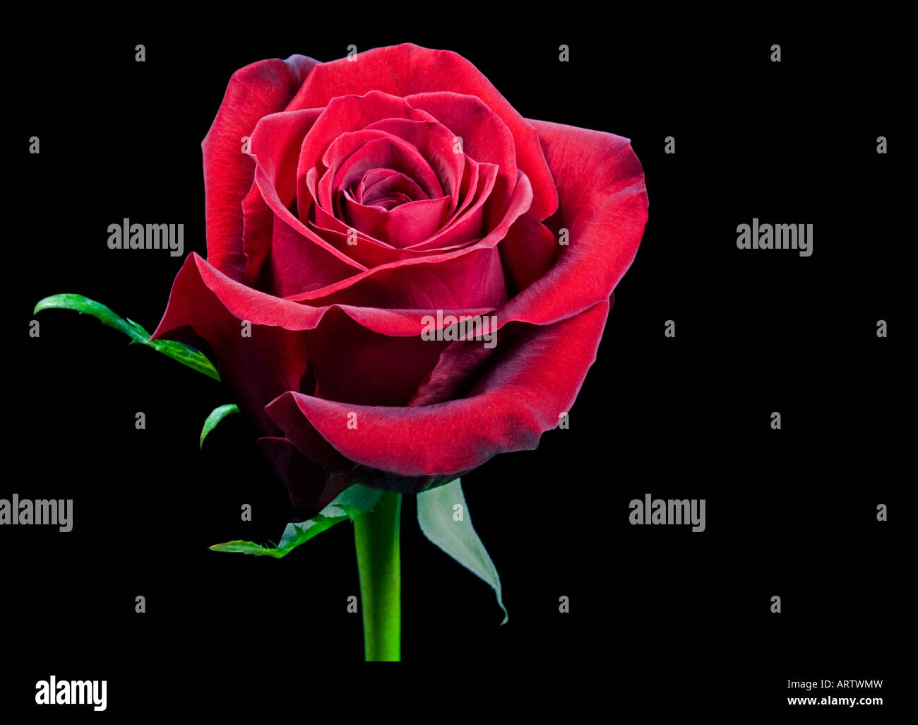 Rote rose -Fotos und -Bildmaterial in hoher Auflösung – Alamy