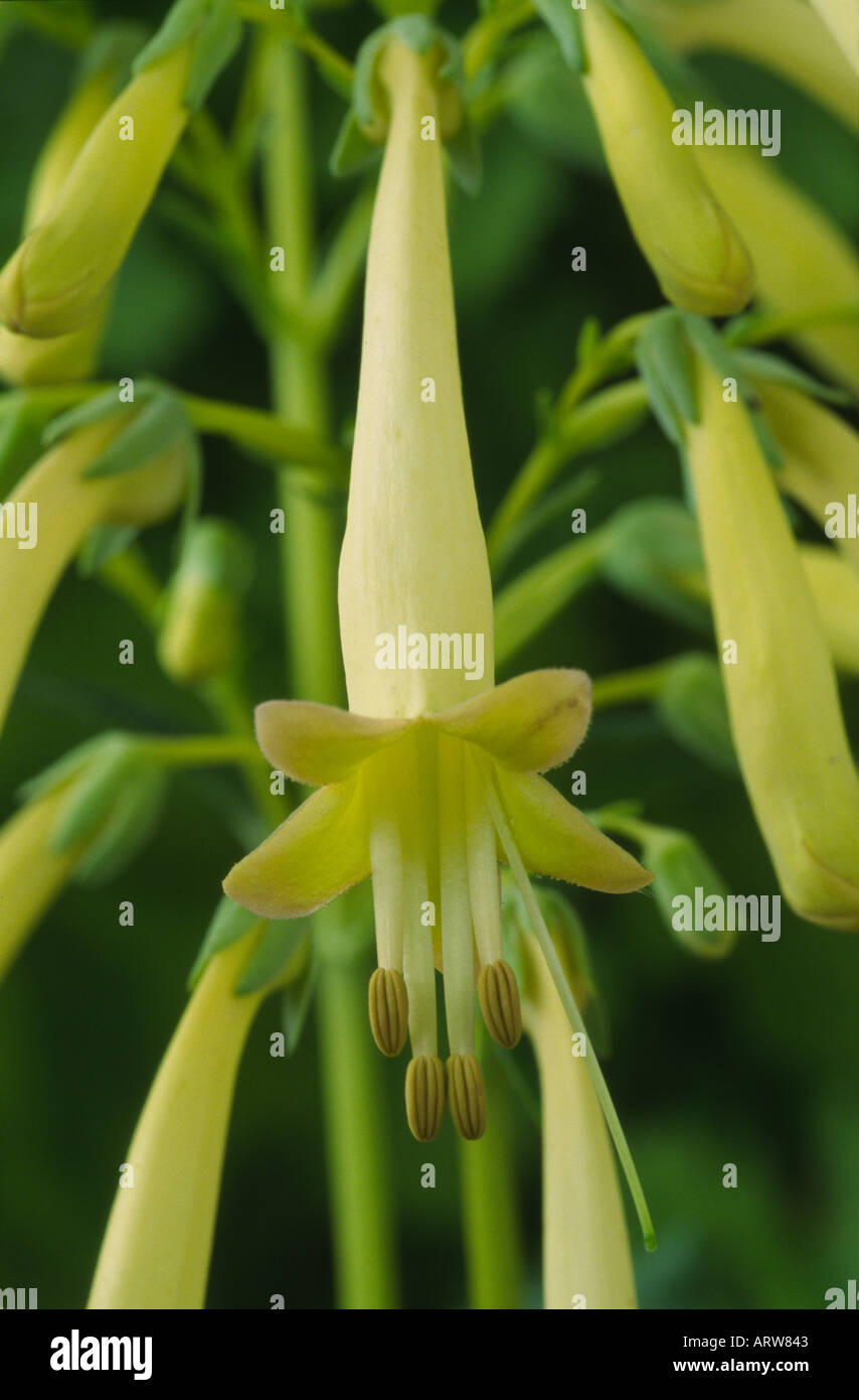 Phygelius rectus -Fotos und -Bildmaterial in hoher Auflösung – Alamy