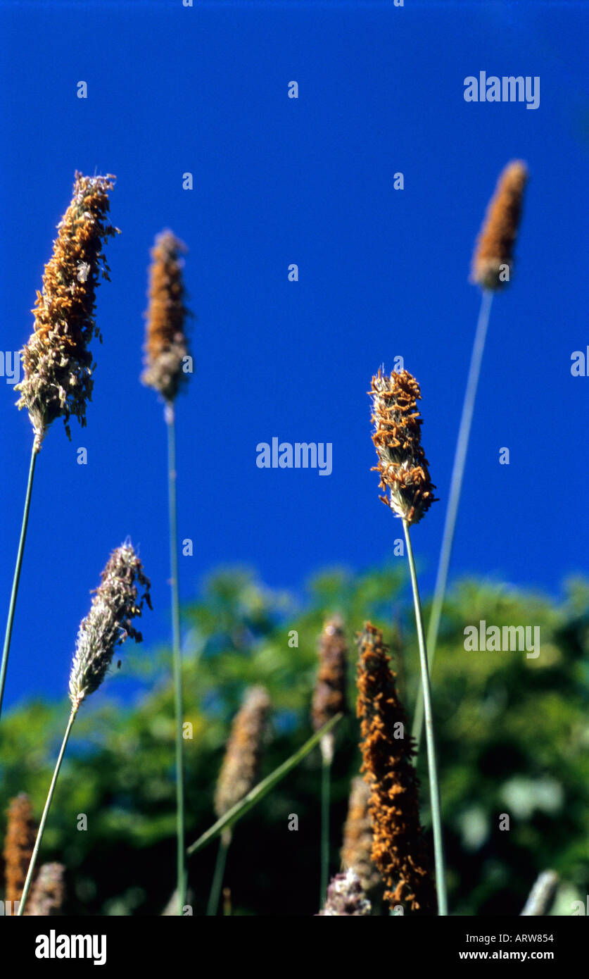 Wiesen lieschgras wiesenlieschgras phleum -Fotos und -Bildmaterial in ...