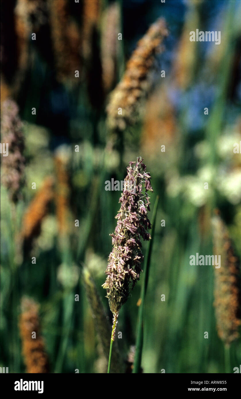 Wiesen lieschgras wiesenlieschgras phleum -Fotos und -Bildmaterial in ...