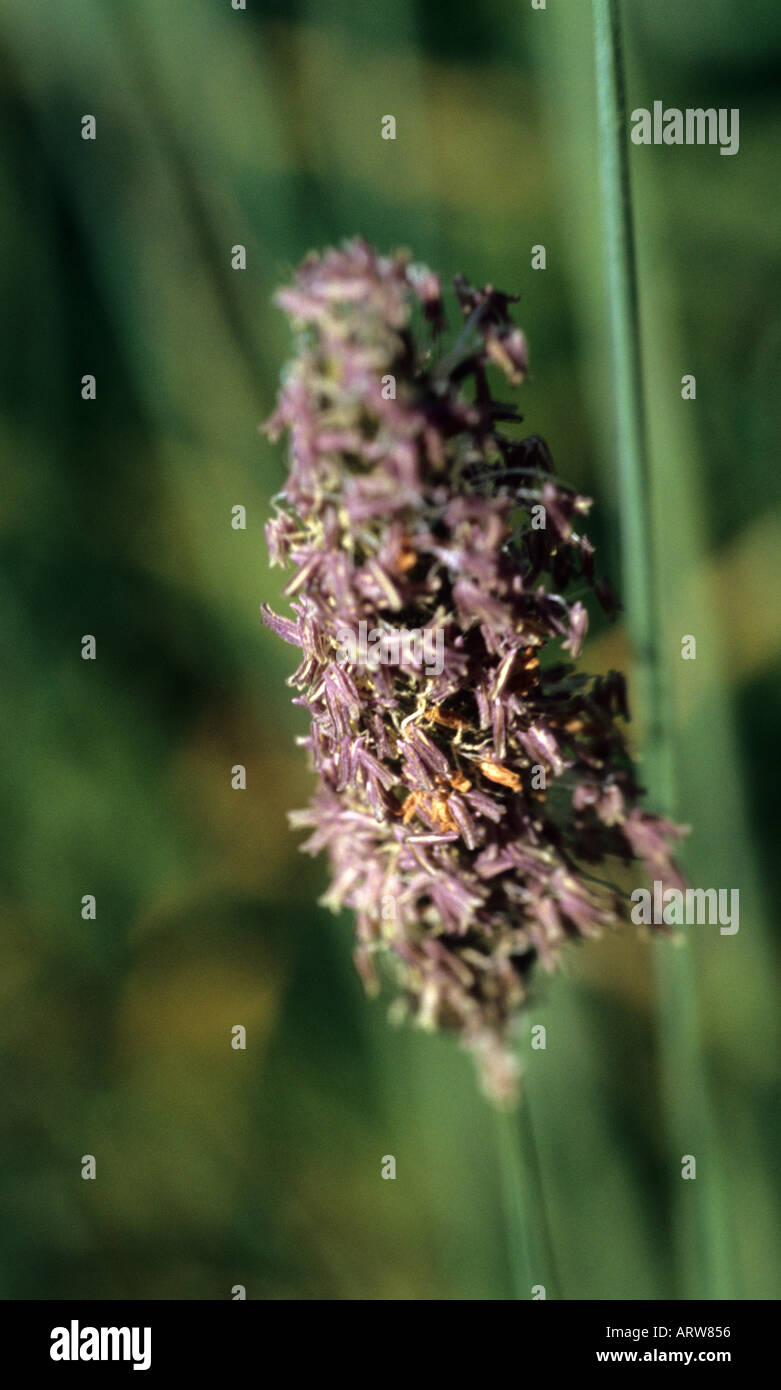 Wiesen lieschgras wiesenlieschgras phleum -Fotos und -Bildmaterial in ...