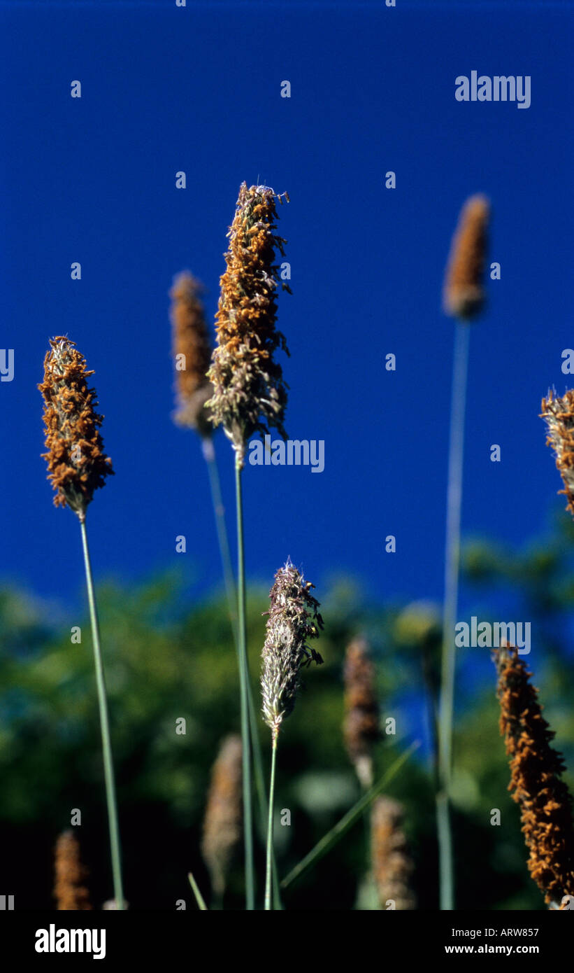 Wiesen lieschgras wiesenlieschgras phleum -Fotos und -Bildmaterial in ...