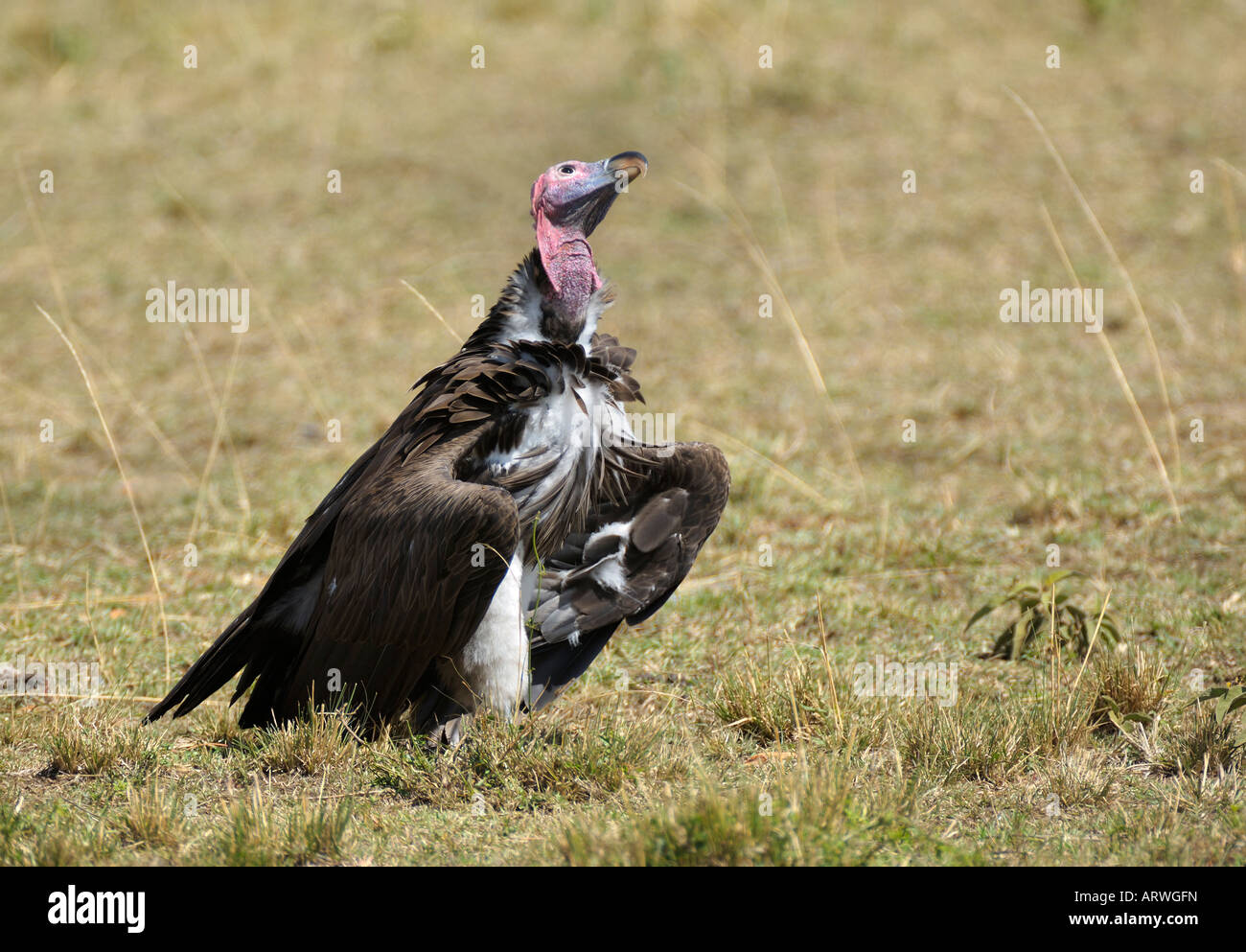 Geier, ein Fuß Geier, Masai Mara, Kenia Stockfotografie - Alamy