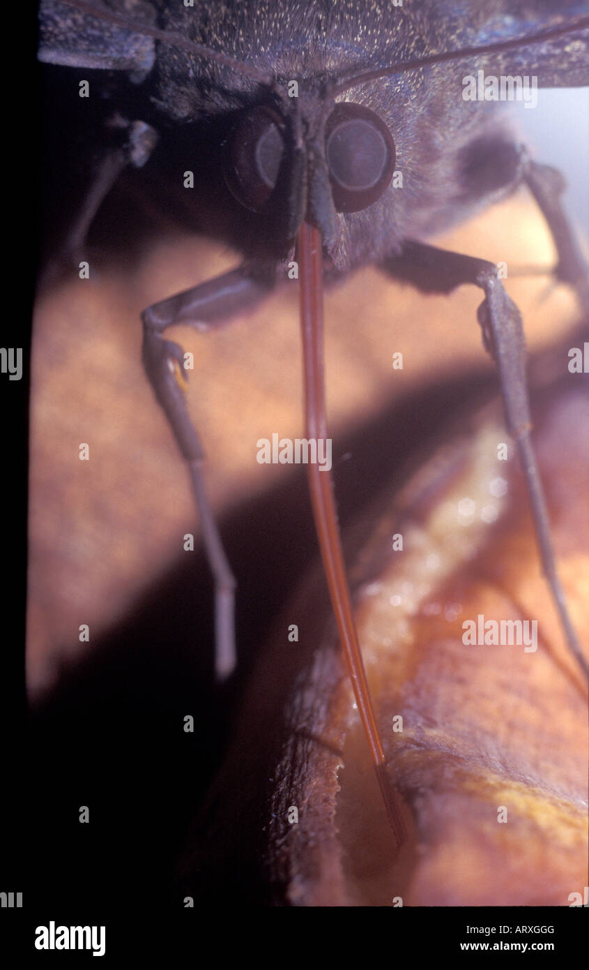 Schwarze hexenmotte ascalapha odorata -Fotos und -Bildmaterial in hoher ...