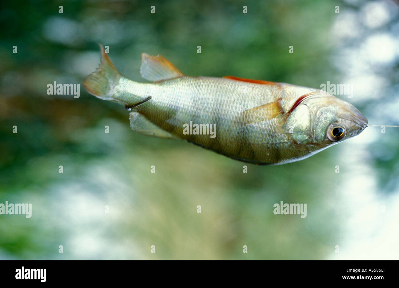 Fisch am haken -Fotos und -Bildmaterial in hoher Auflösung – Alamy