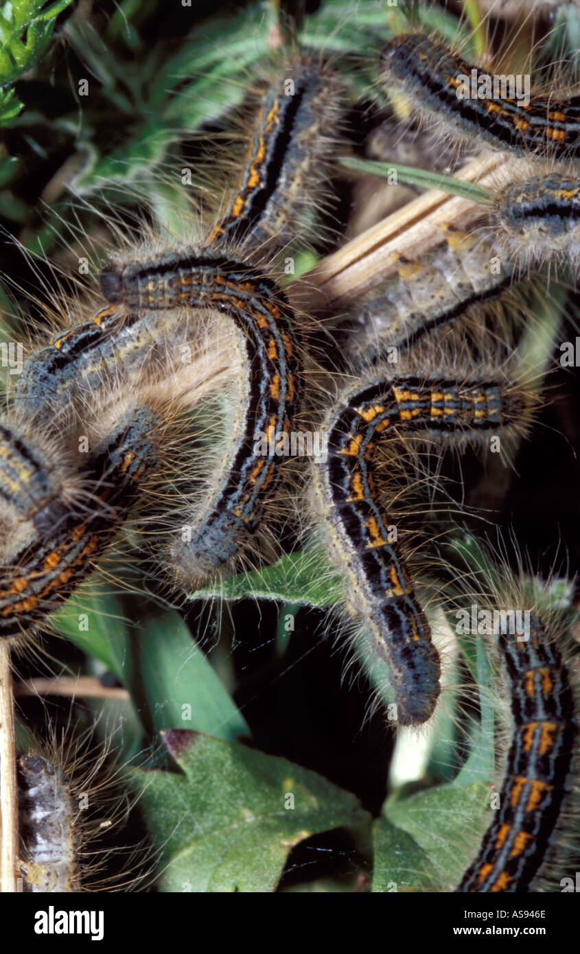 Nahaufnahme von raupen -Fotos und -Bildmaterial in hoher Auflösung – Alamy