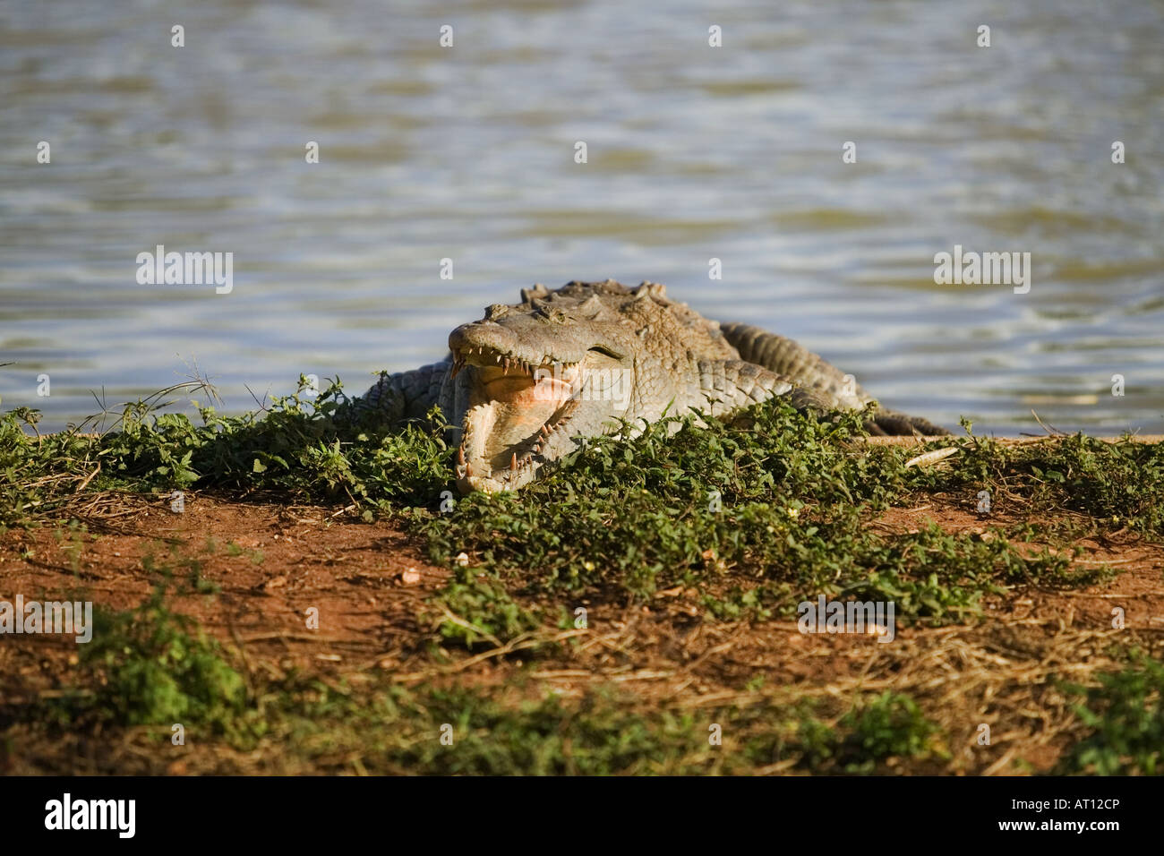 Bissiges krokodil Stockfotos und -bilder Kaufen - Alamy