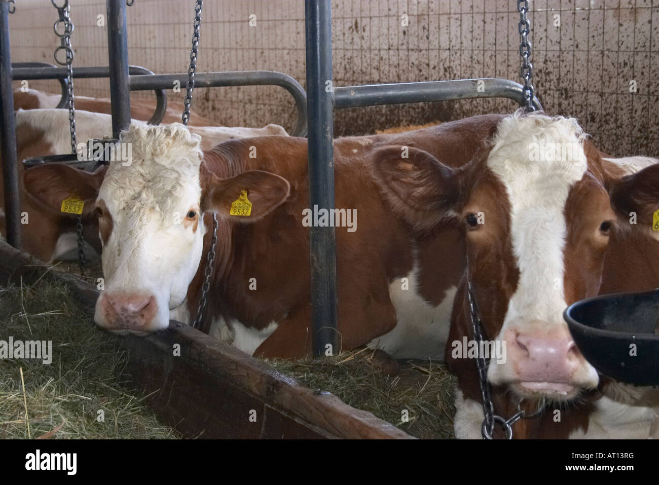 Kuhstall kuhstall -Fotos und -Bildmaterial in hoher Auflösung – Alamy