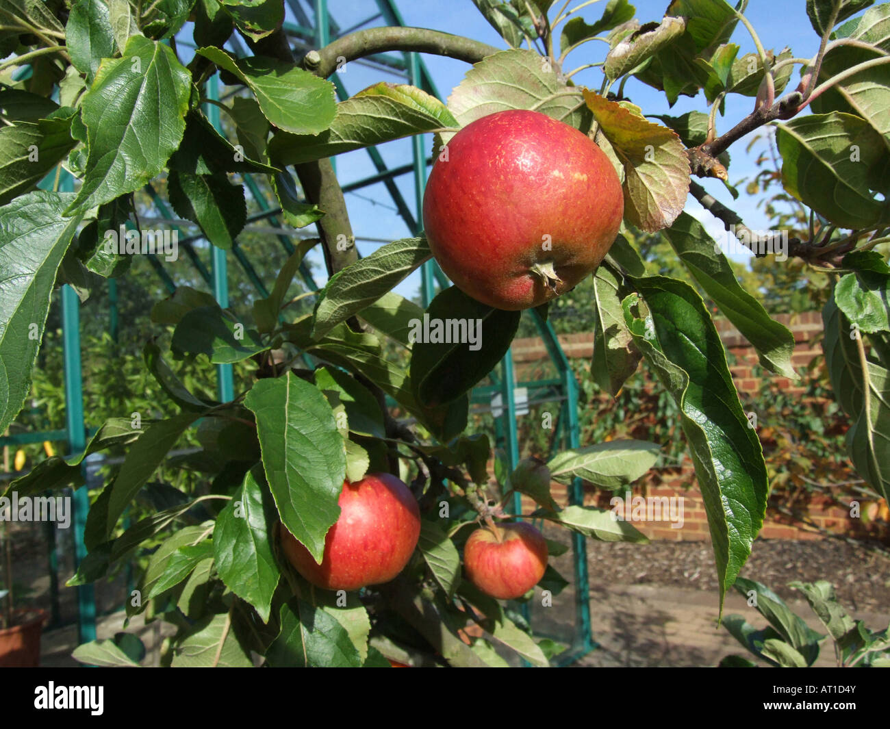 Trainierter apfelbaum -Fotos und -Bildmaterial in hoher Auflösung – Alamy