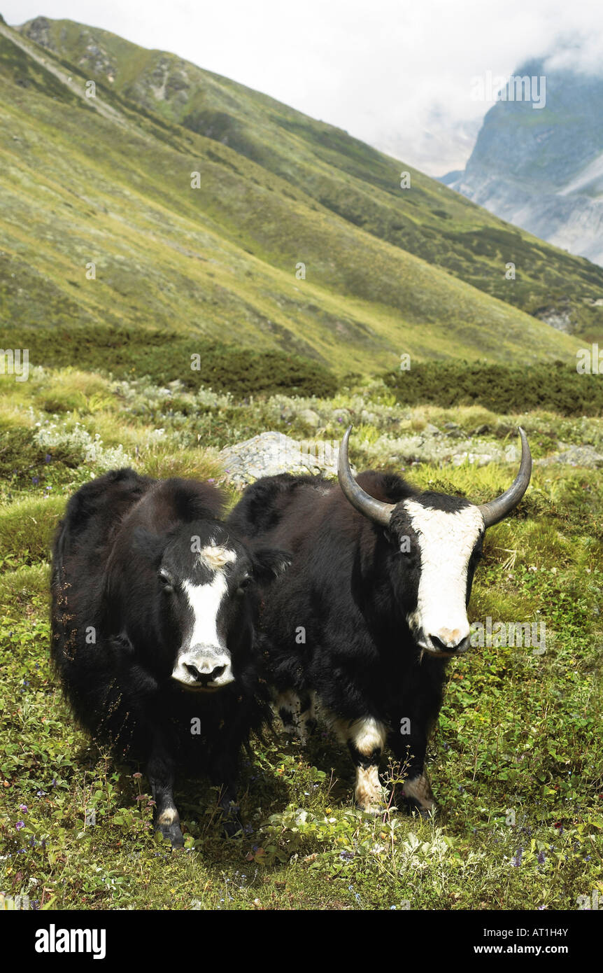 Bos mutus -Fotos und -Bildmaterial in hoher Auflösung – Alamy