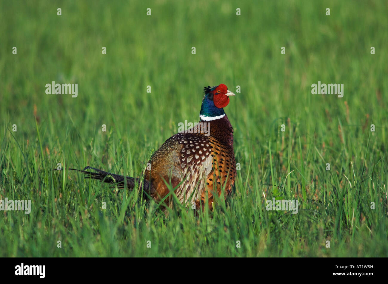 Fasane schwanz gras -Fotos und -Bildmaterial in hoher Auflösung – Alamy