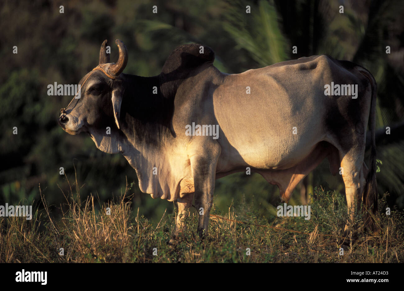 Kuba zebu rinder -Fotos und -Bildmaterial in hoher Auflösung – Alamy