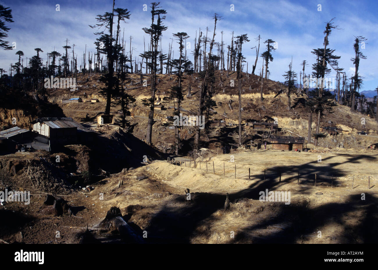 Kiefernwald indien -Fotos und -Bildmaterial in hoher Auflösung – Alamy